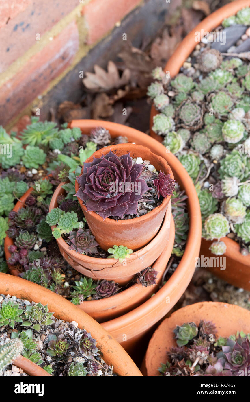 Sempervivum. Houseleek plant in pots in spring Stock Photo - Alamy