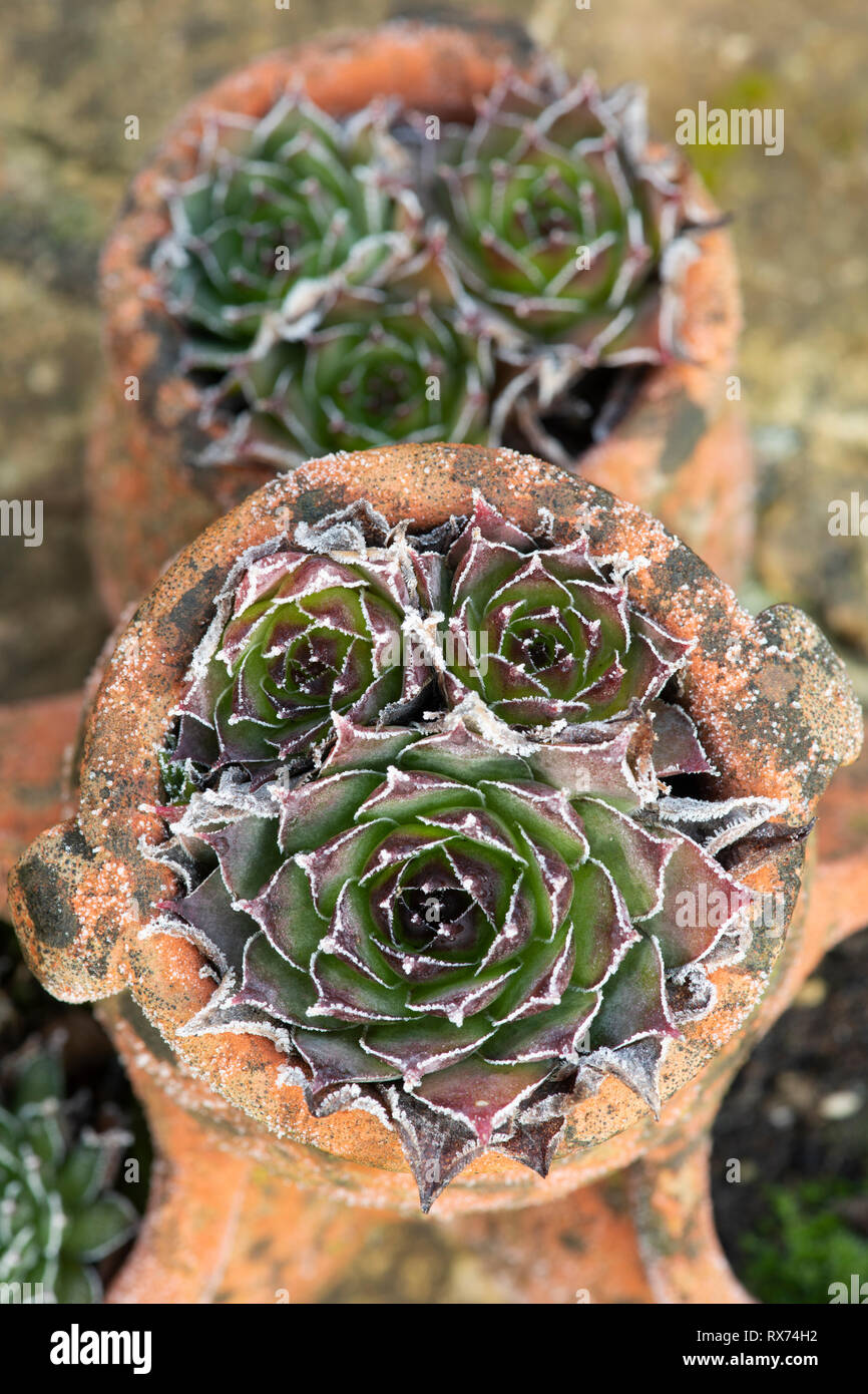 Sempervivums hi-res stock photography and images - Alamy