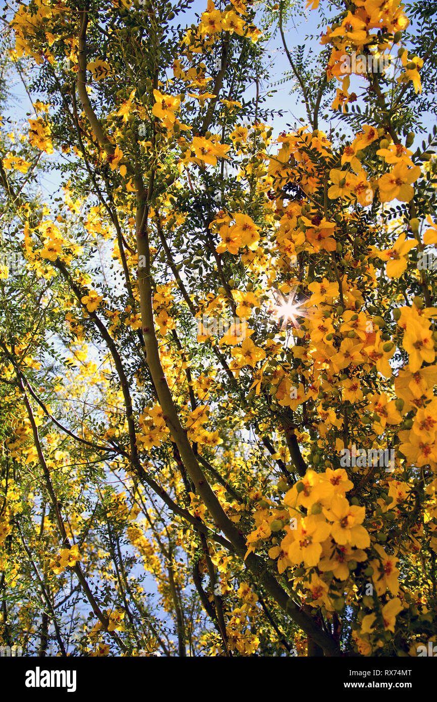 Yellow Blooming Tree Stock Photo - Alamy