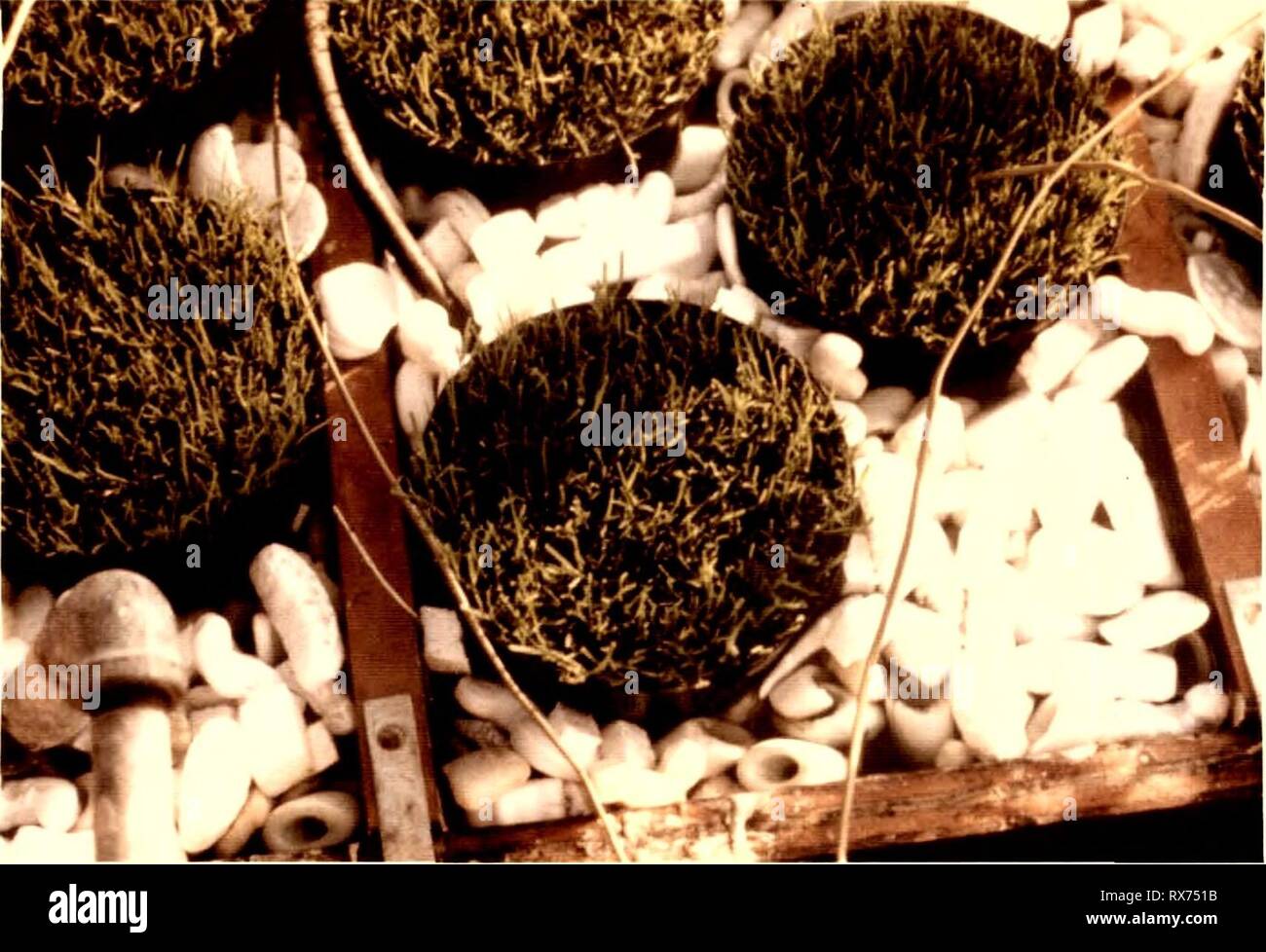 Effects of soil temperature gradient Stock Photo - Alamy