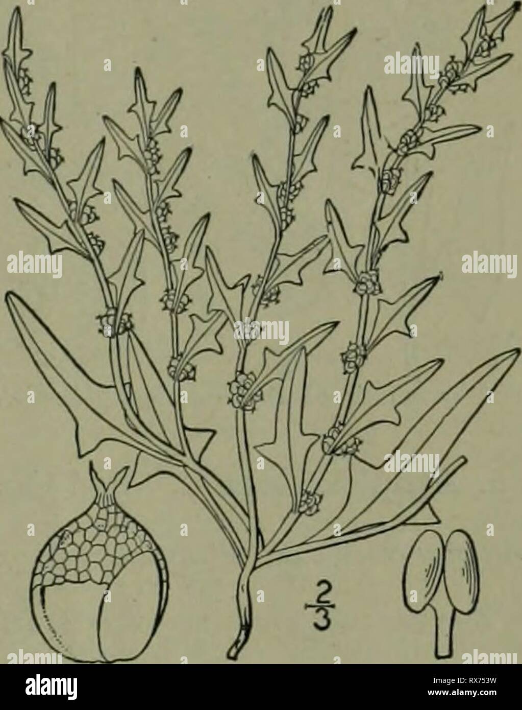 Polygamous family hi-res stock photography and images - Alamy