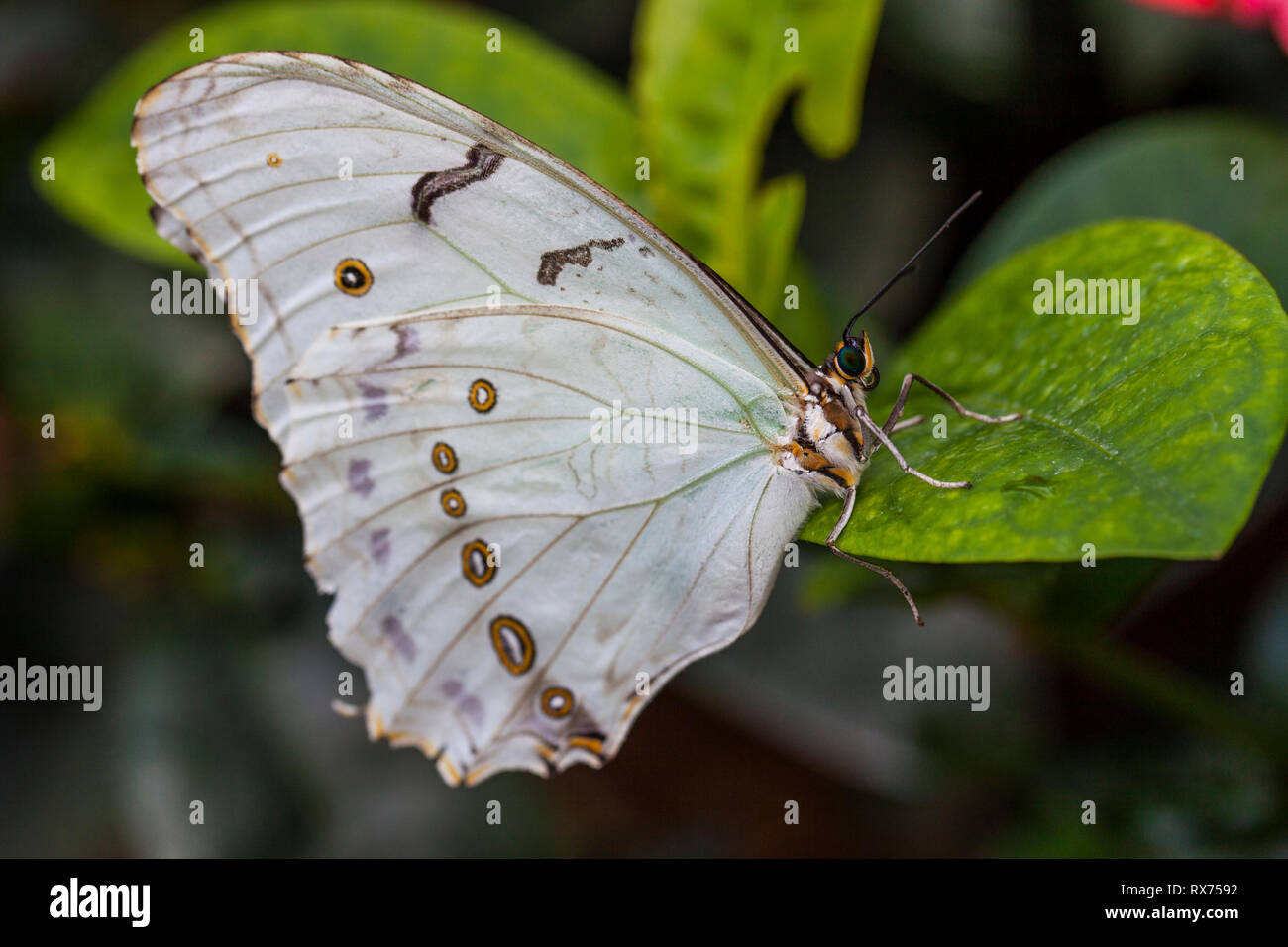 Wildlife at butterfly gardens hi-res stock photography and images - Alamy