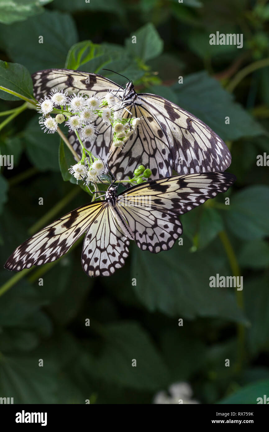 Caligo sp hi-res stock photography and images - Alamy