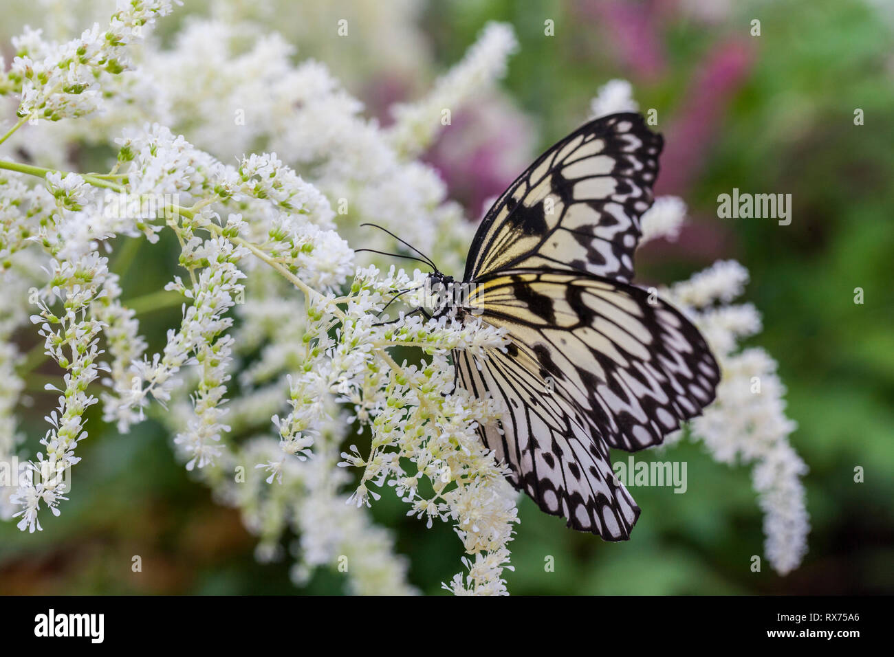 Owl Butterfly(Caligo sp.) on a tree, Botanical Gardens of Montreal ...