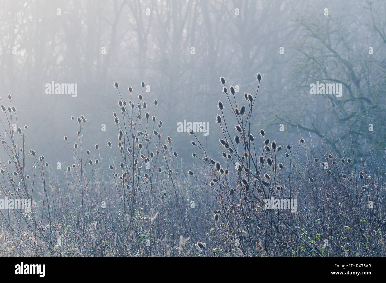 Prickly burr hi-res stock photography and images - Alamy