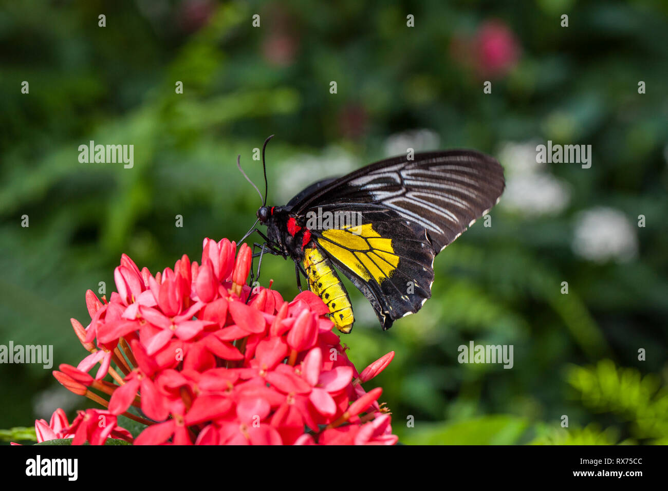 Butterfly gardens wildlife hi-res stock photography and images - Alamy