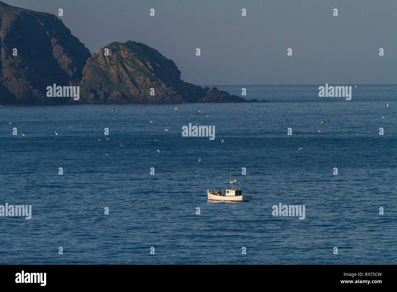 Fishing boat surrounded by seabirds hi-res stock photography and images ...