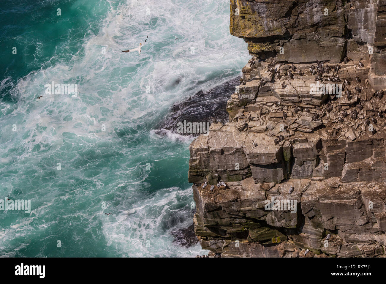 common murre (Uria aalge) on shorline at CapeSt. Mary's ecological ...