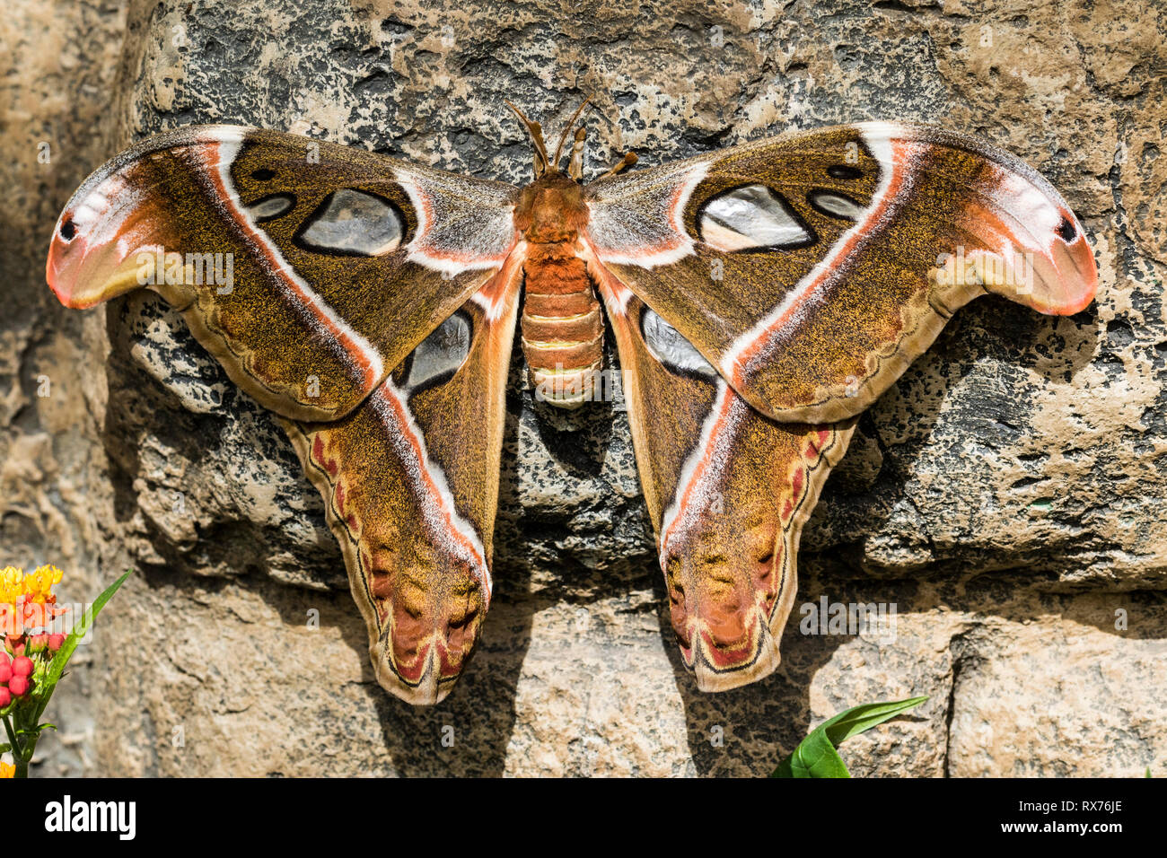 Moth attacus atlas hi-res stock photography and images - Alamy