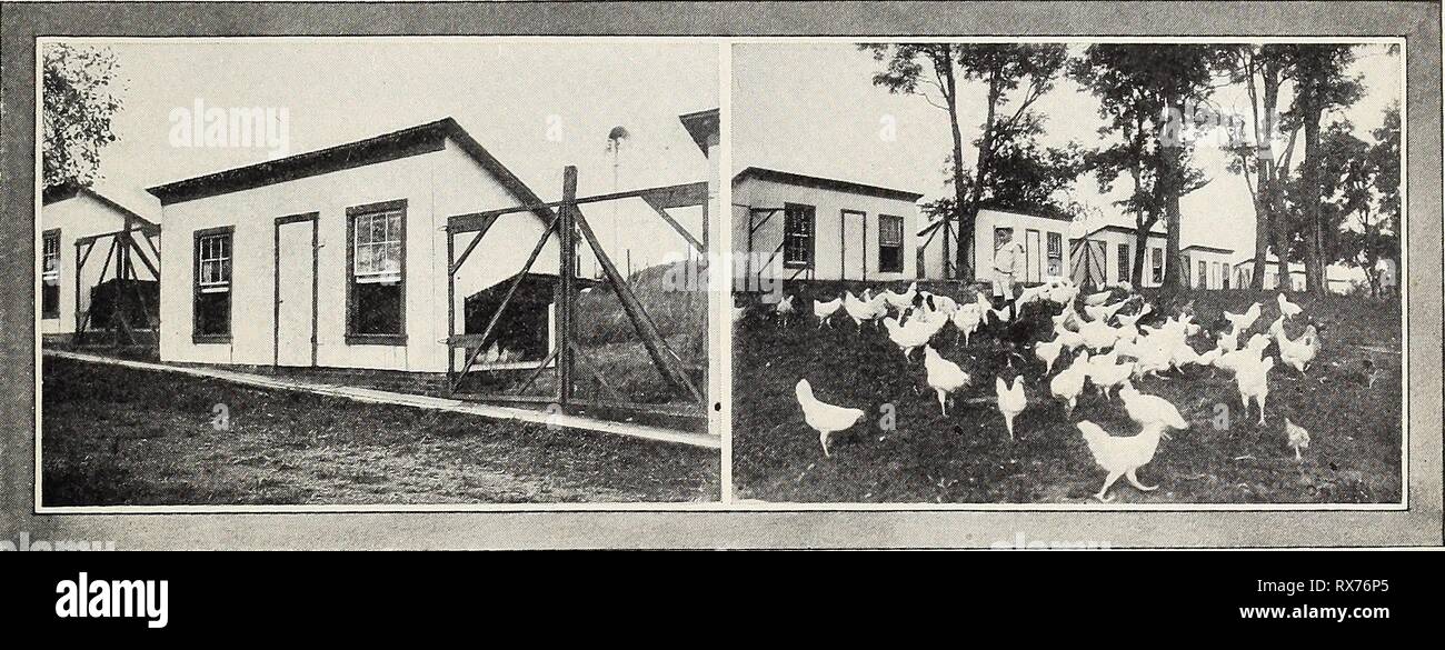 Eggs and egg farms Stock Photo - Alamy