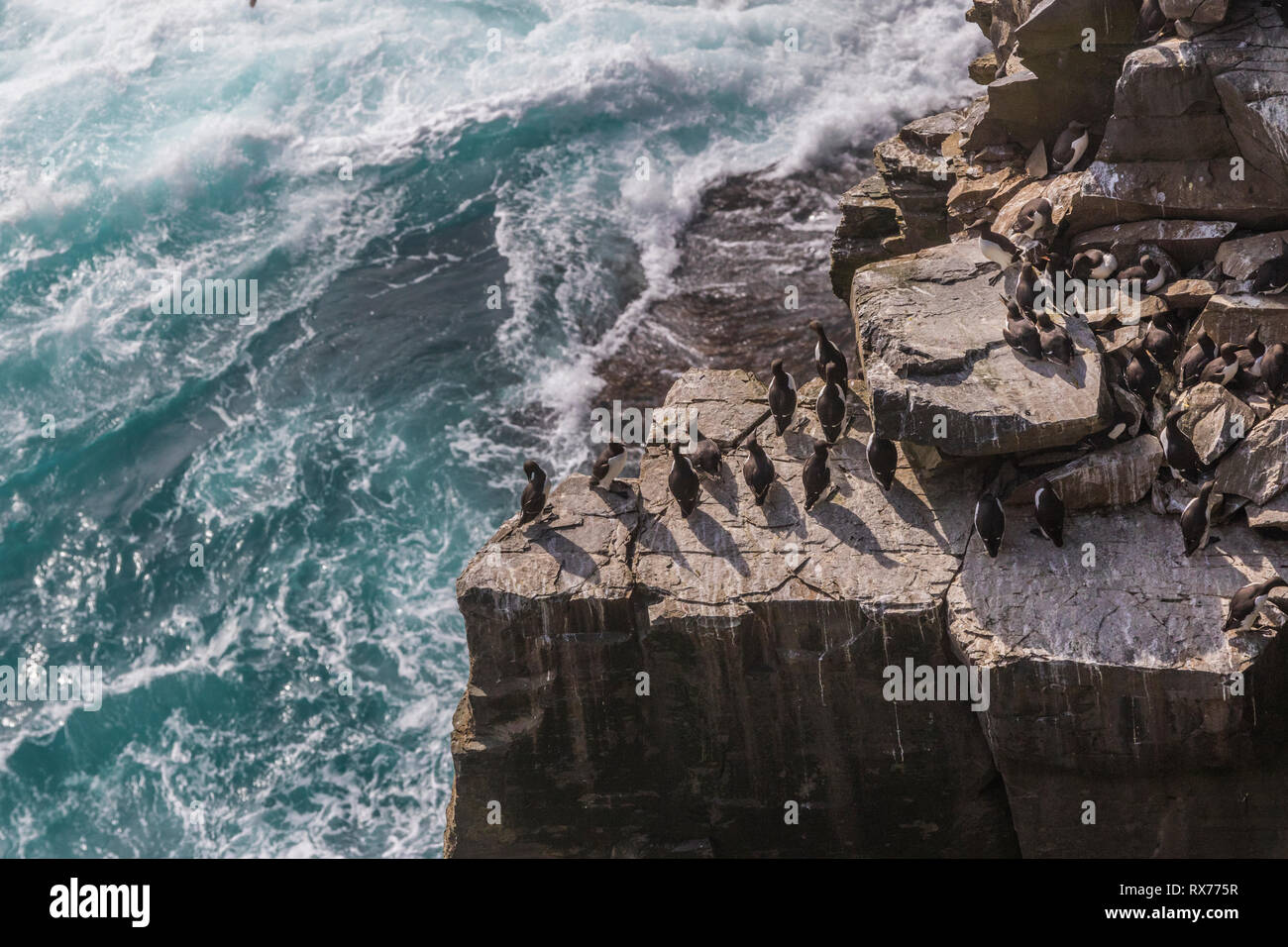 common murre (Uria aalge) on shorline at CapeSt. Mary's ecological ...