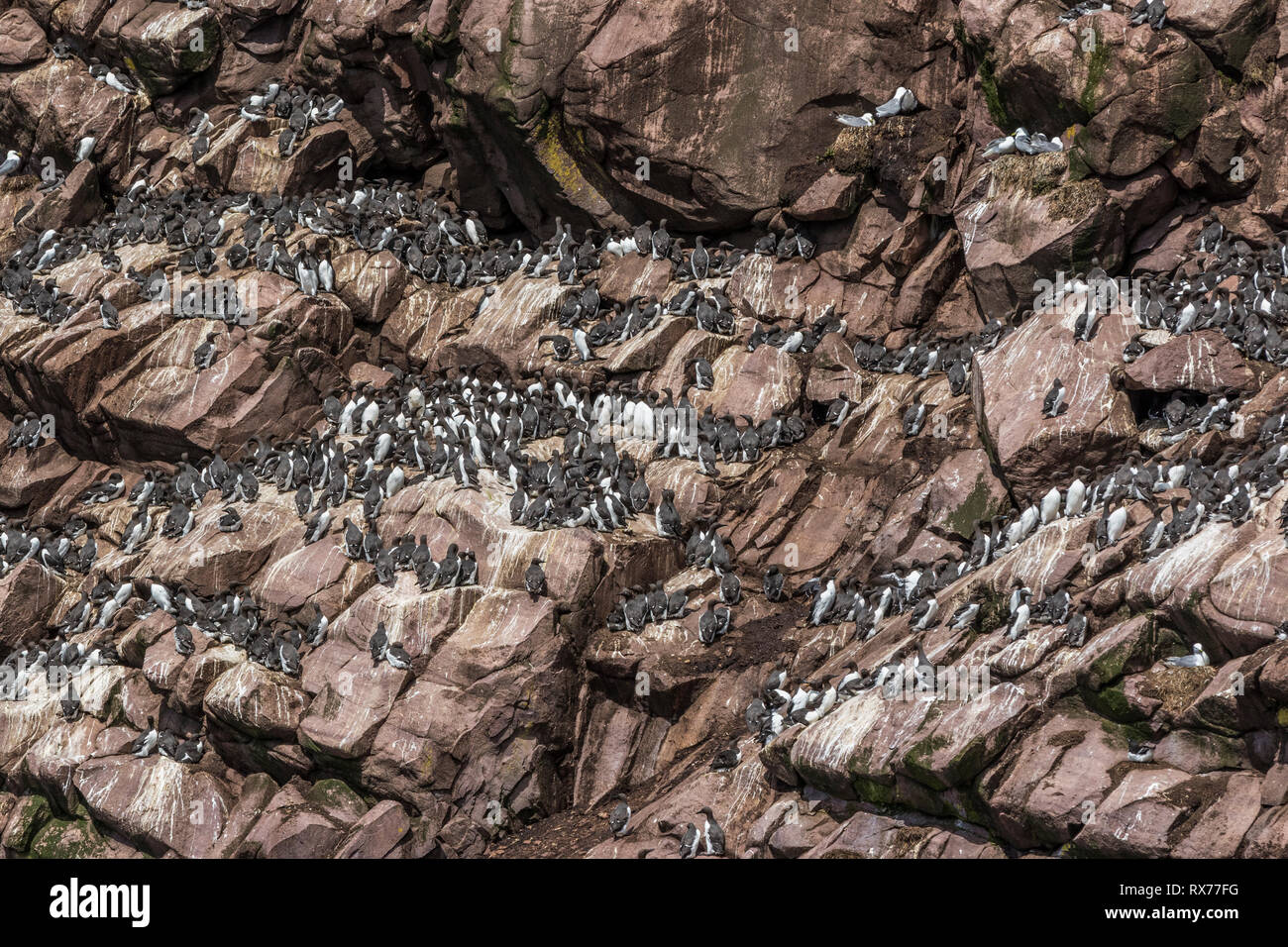 common murre (Uria aalge) on shorline at Witless Bay ecological reserve ...