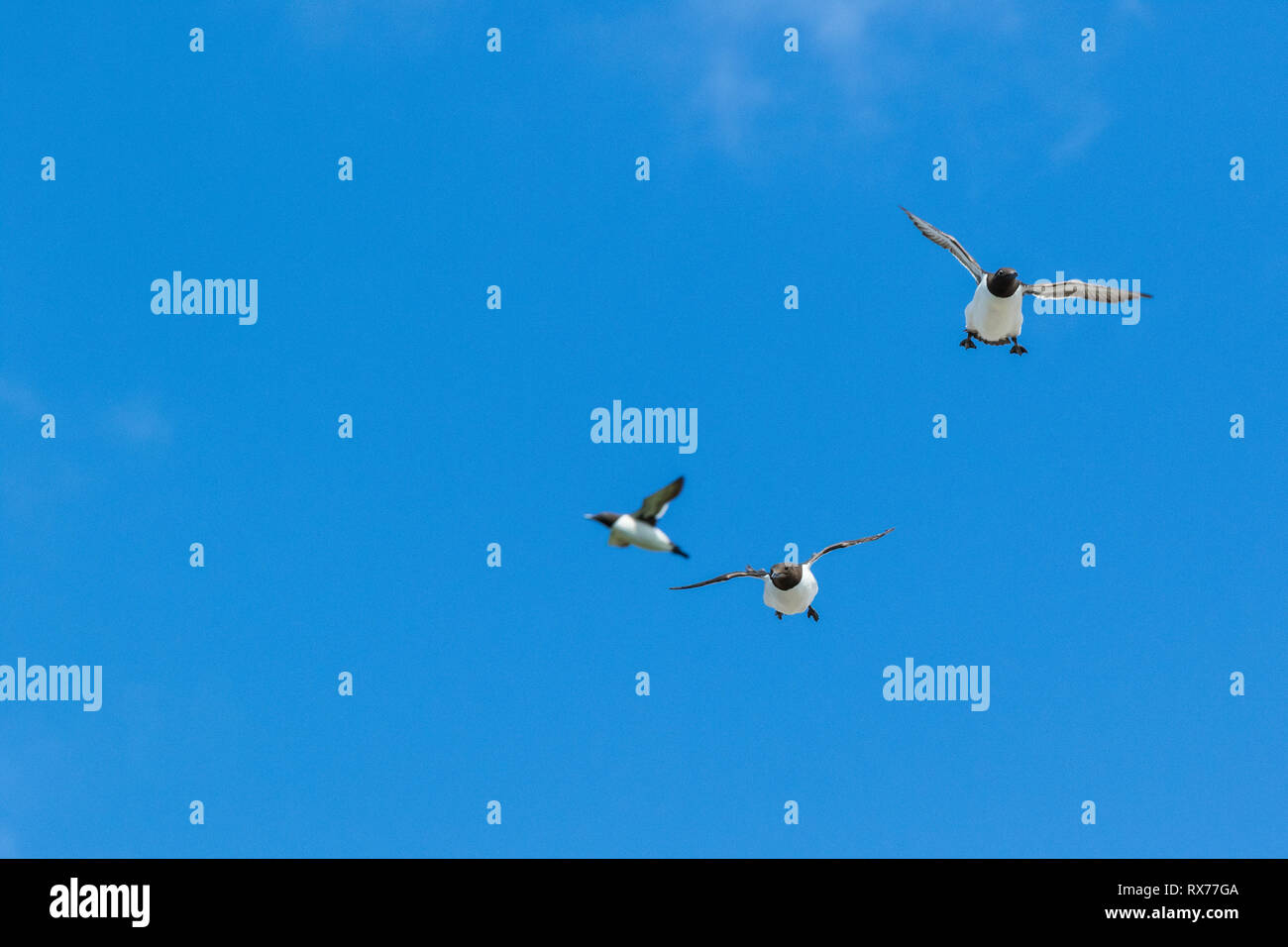 common murre (Uria aalge) in flight at Witless Bay ecological reserve ...