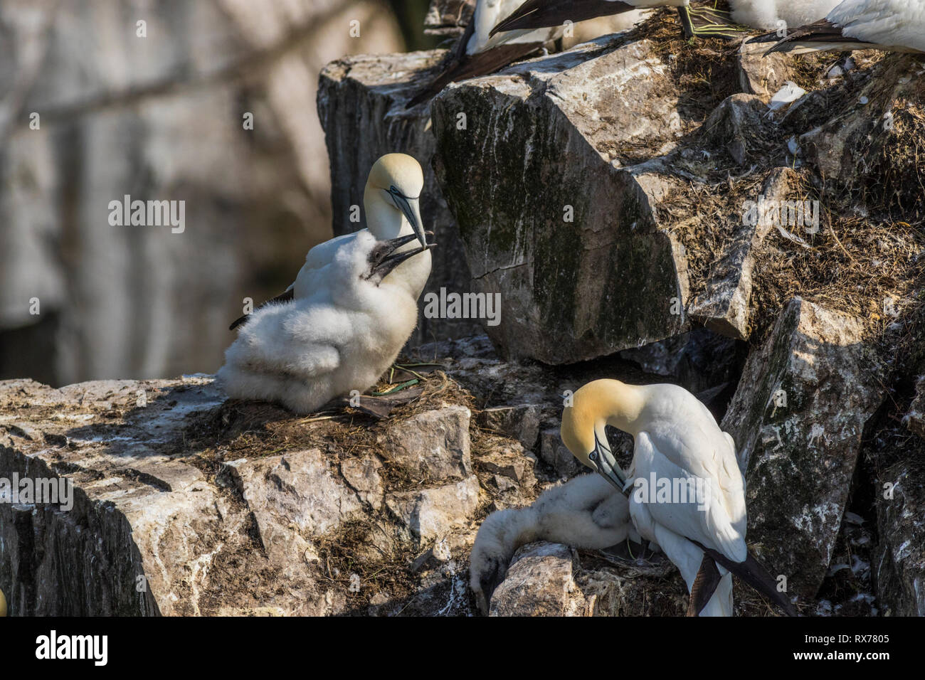 Cape gannet feeding chick hi-res stock photography and images - Alamy
