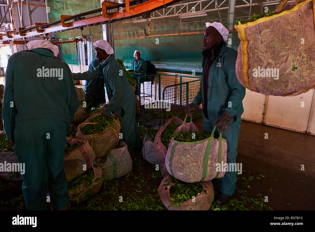 Kenya, Kericho county, Kericho, Momul tea factory of Kenya Tea ...