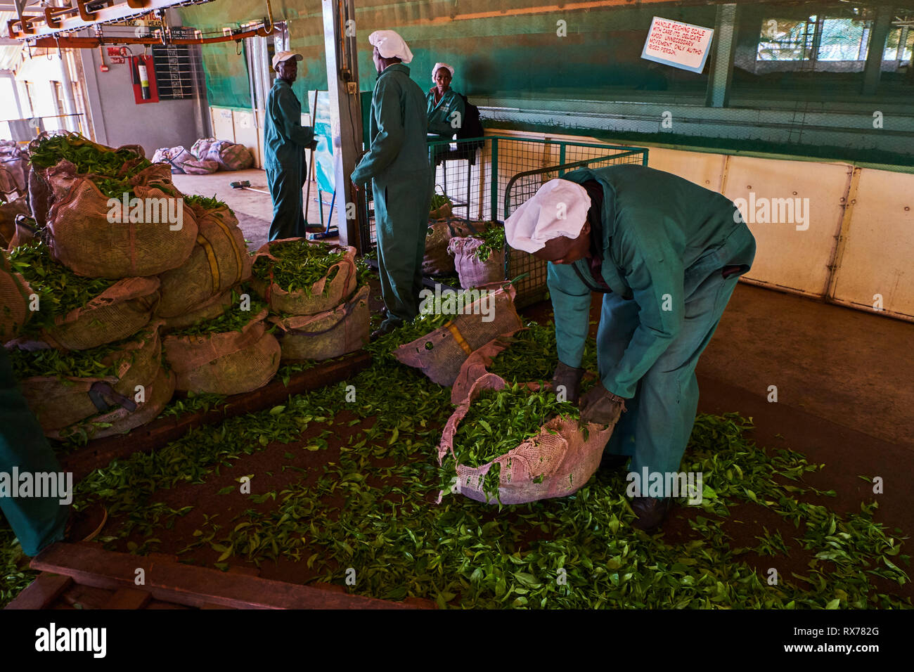 Kenya, Kericho county, Kericho, Momul tea factory of Kenya Tea ...