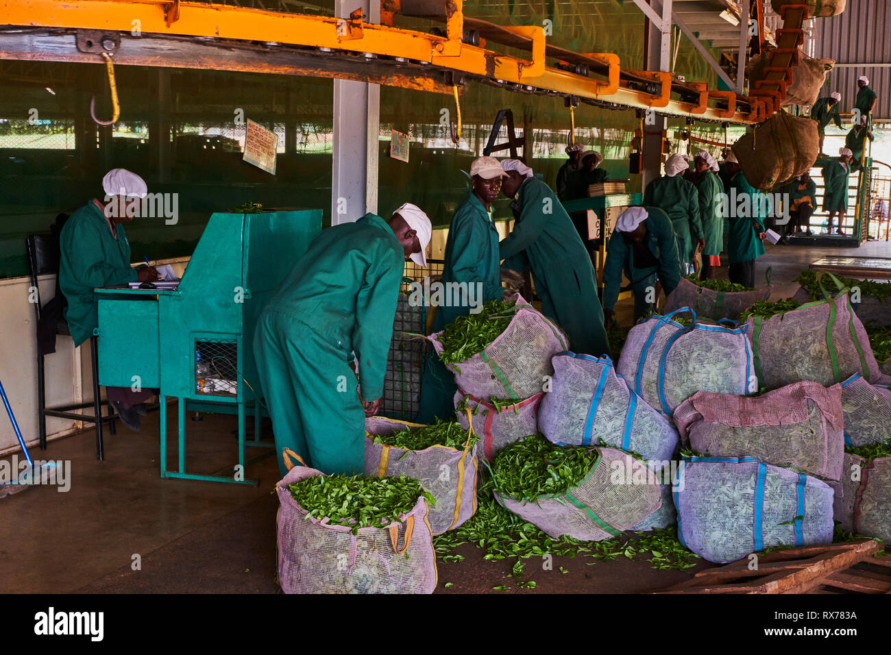 Kenya, Kericho county, Kericho, Momul tea factory of Kenya Tea ...