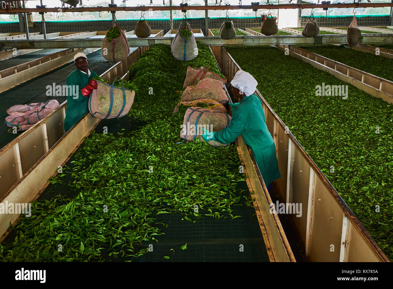 Kenya, Kericho county, Kericho, Momul tea factory of Kenya Tea ...
