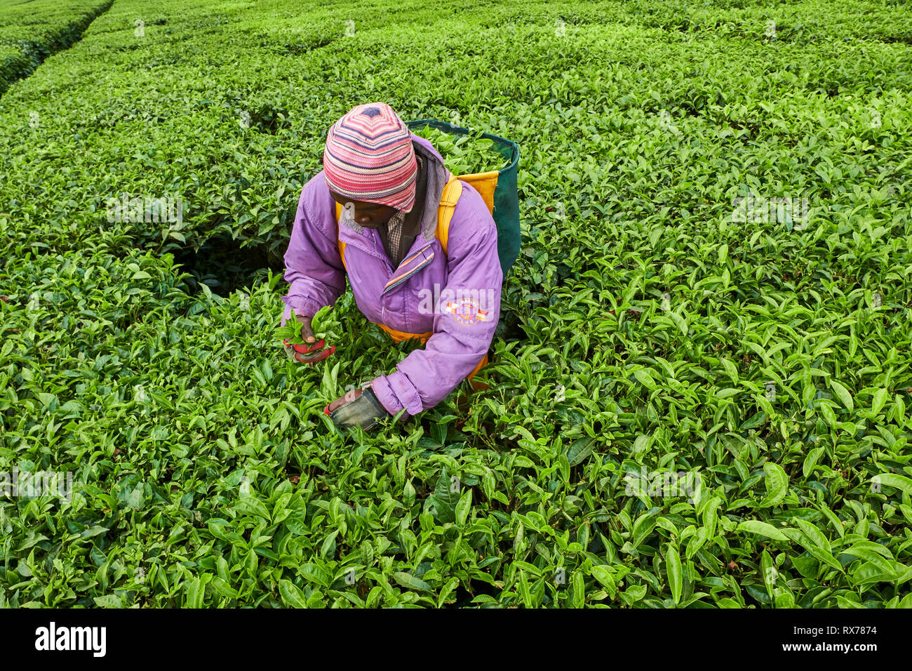 Kenya, Kericho county, Kericho, tea picker picking tea leaves Stock ...