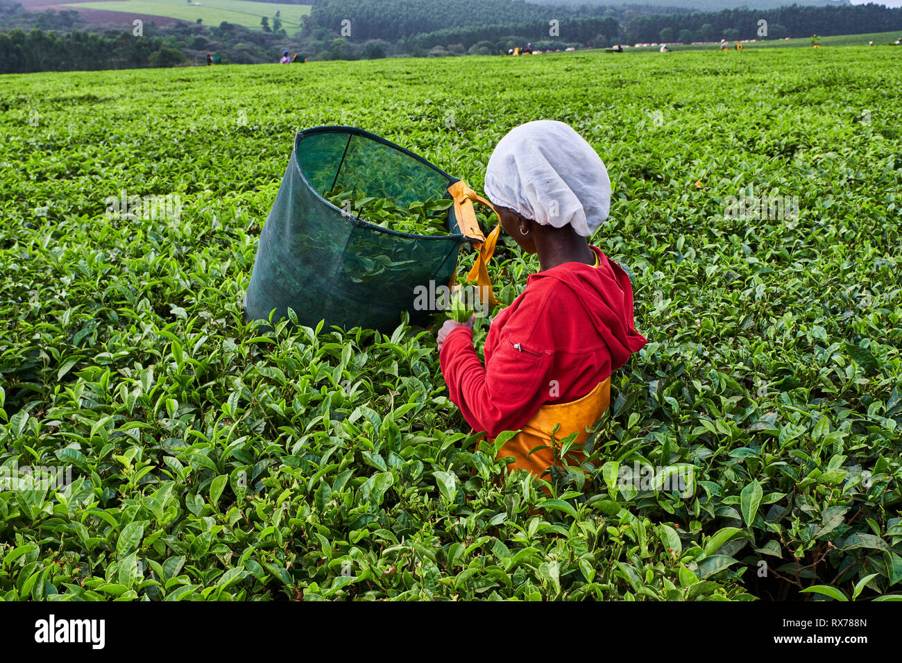 Kenya, Kericho county, Kericho, tea picker picking tea leaves Stock ...