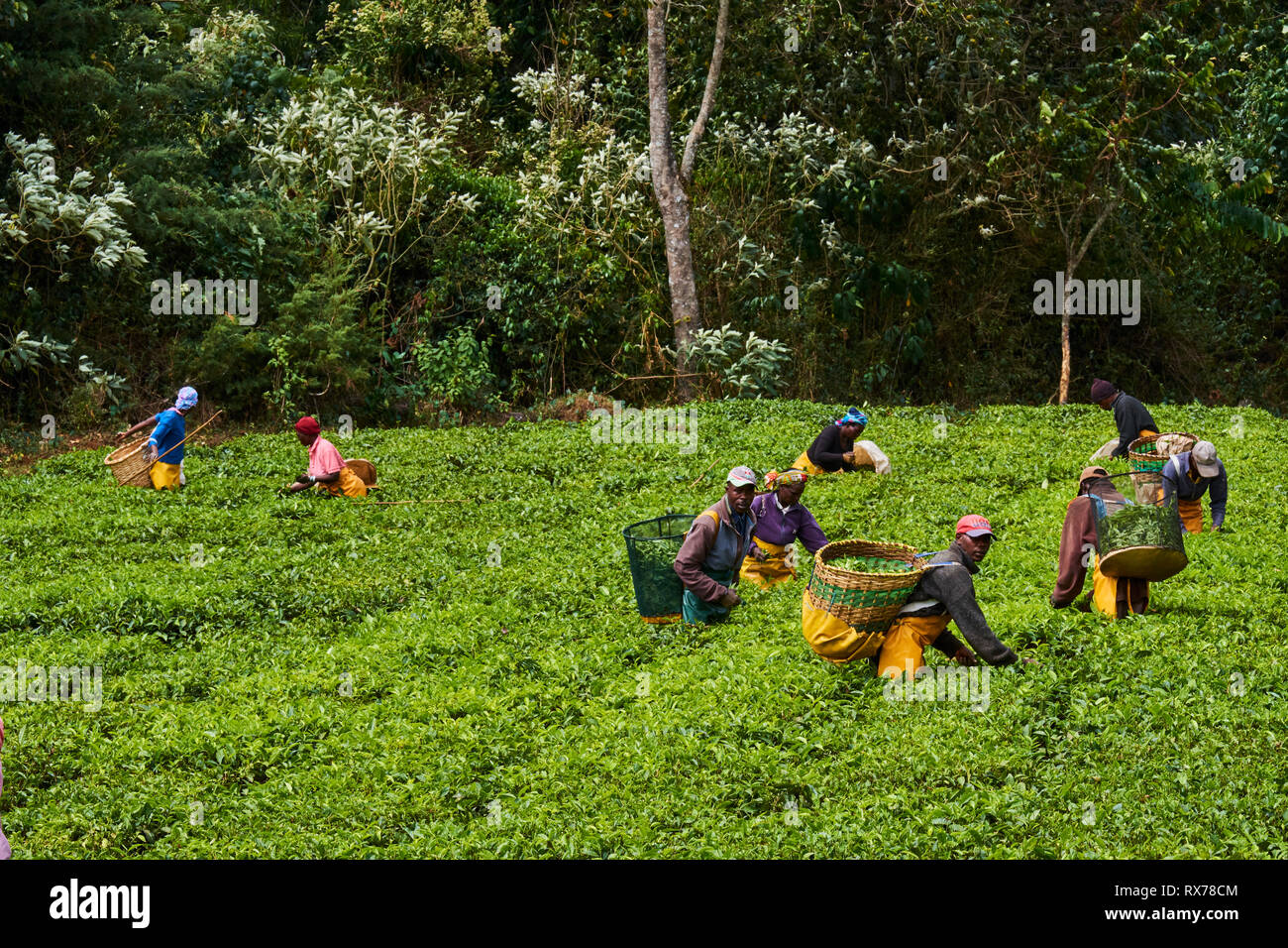 Kenya, Kericho county, Kericho, tea picker picking tea leaves Stock ...
