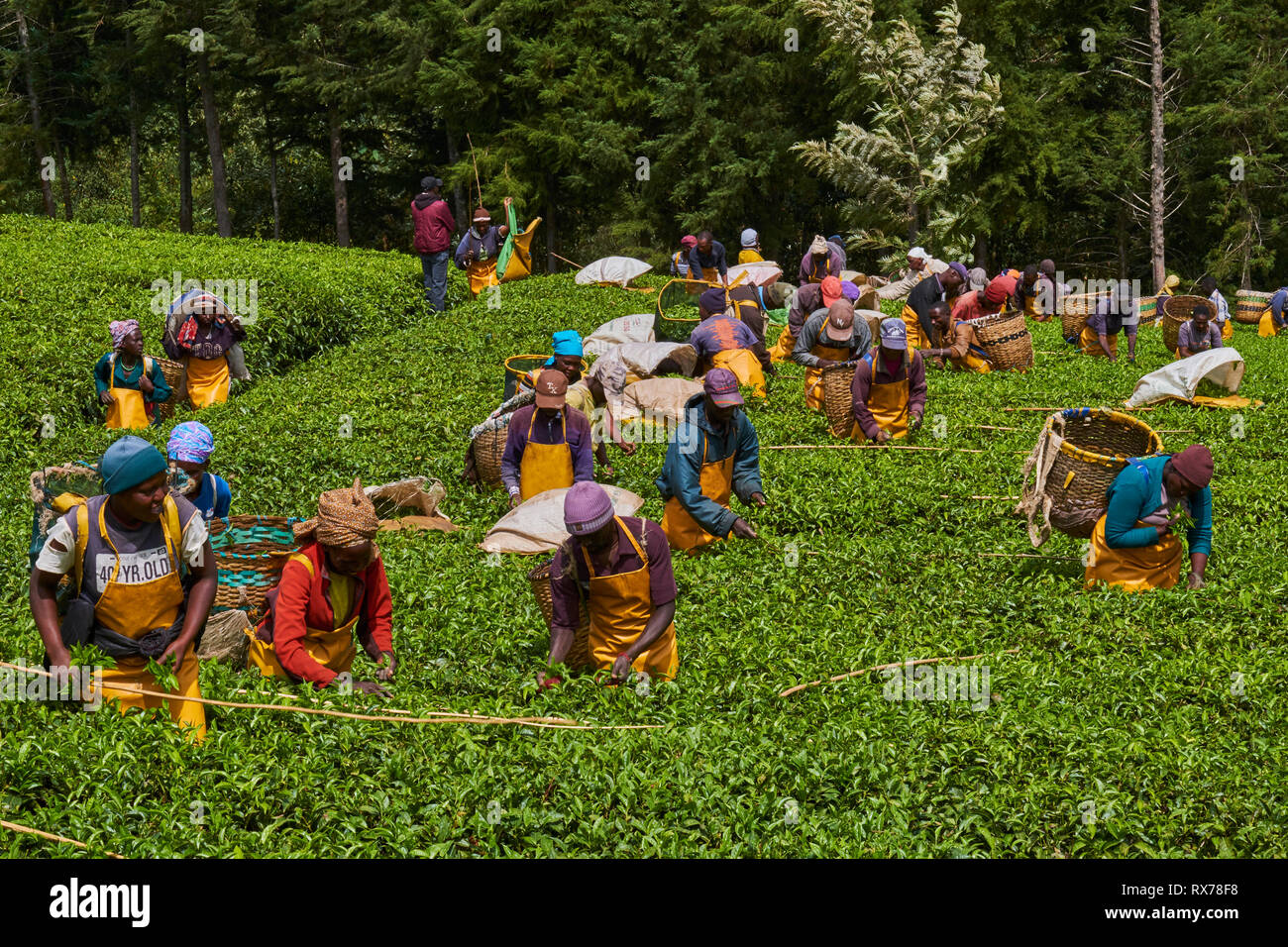 Kericho tea picker hi-res stock photography and images - Alamy