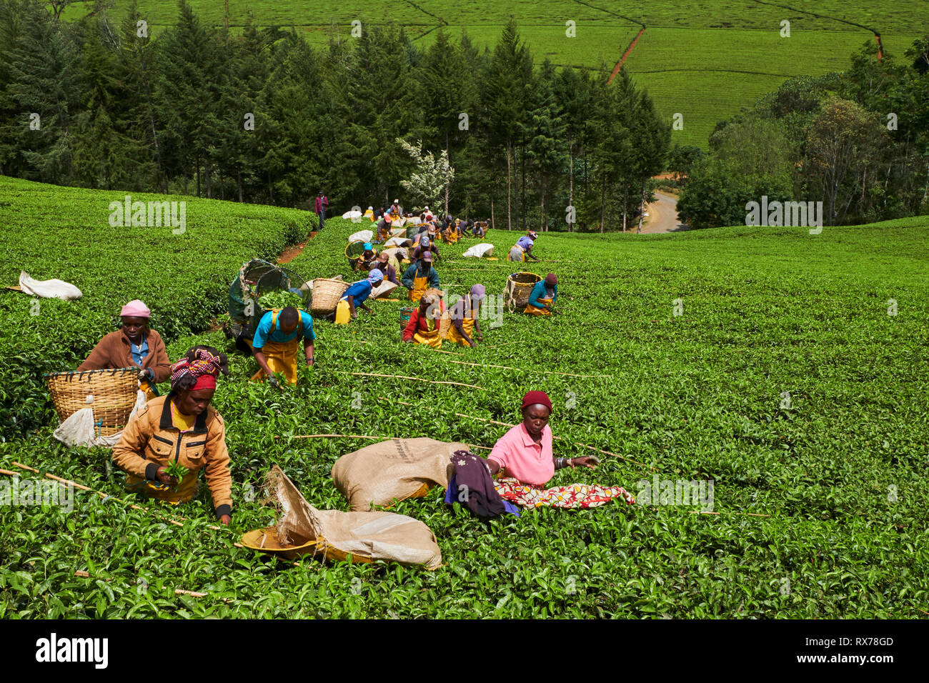 Kenya, Kericho county, Kericho, tea picker picking tea leaves Stock ...