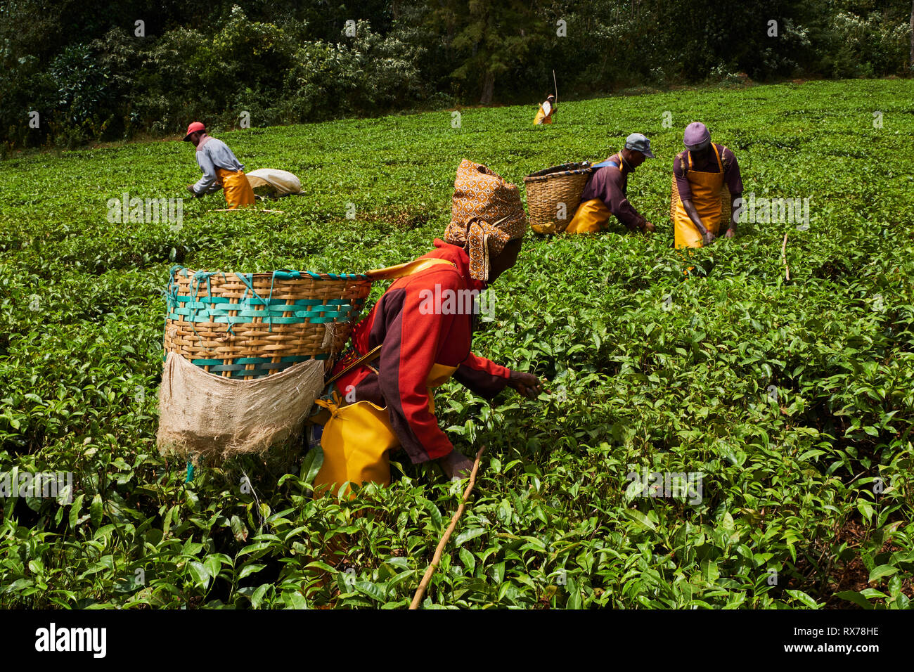 Kenya, Kericho county, Kericho, tea picker picking tea leaves Stock ...