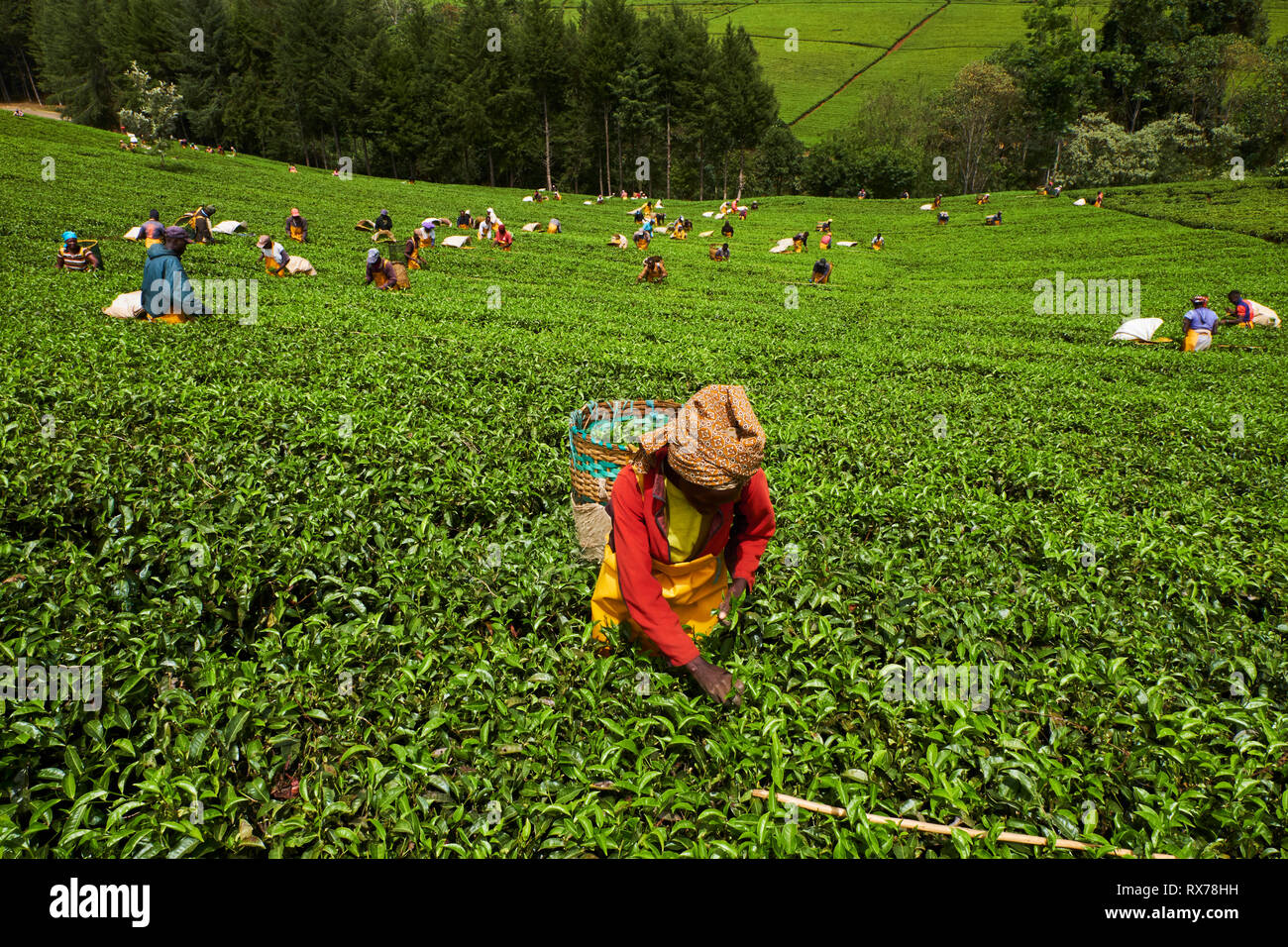 Kenya, Kericho county, Kericho, tea picker picking tea leaves Stock ...