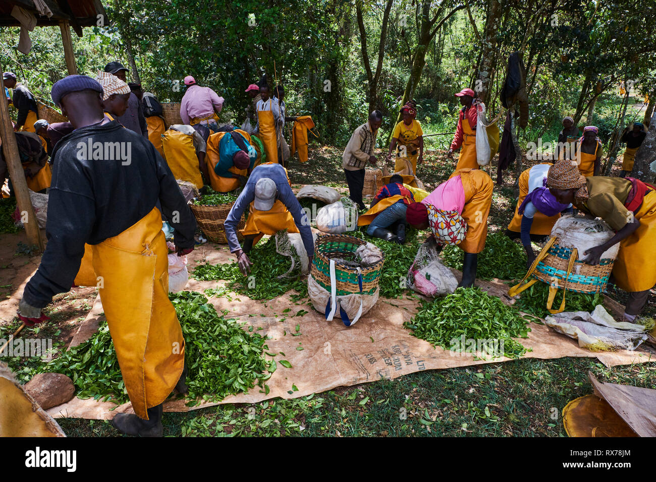 Kenya, Kericho county, Kericho, tea collect and weighing Stock Photo ...