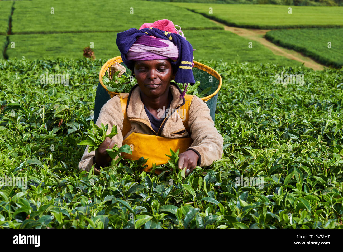 Kenya, Kericho county, Kericho, tea picker picking tea leaves Stock ...