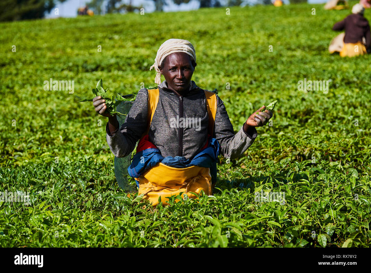 Kenya, Kericho county, Kericho, tea picker picking tea leaves Stock ...