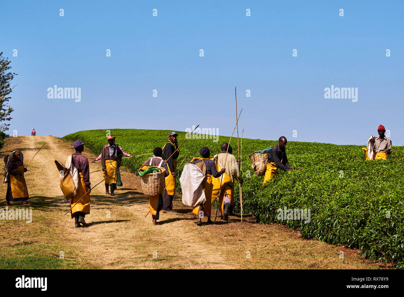 Kenya, Kericho county, Kericho, tea picker picking tea leaves Stock ...