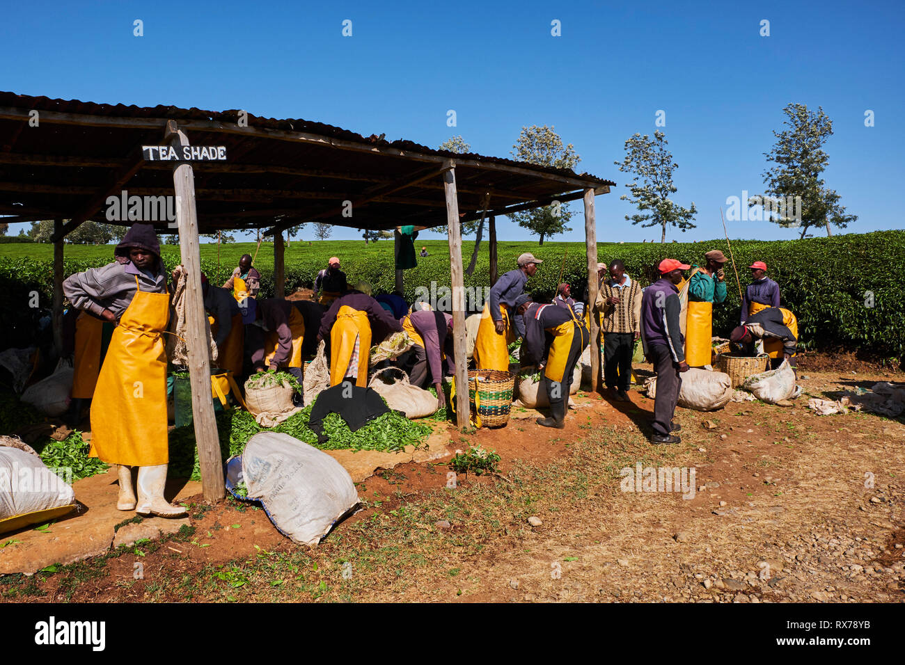 Kericho hi-res stock photography and images - Alamy