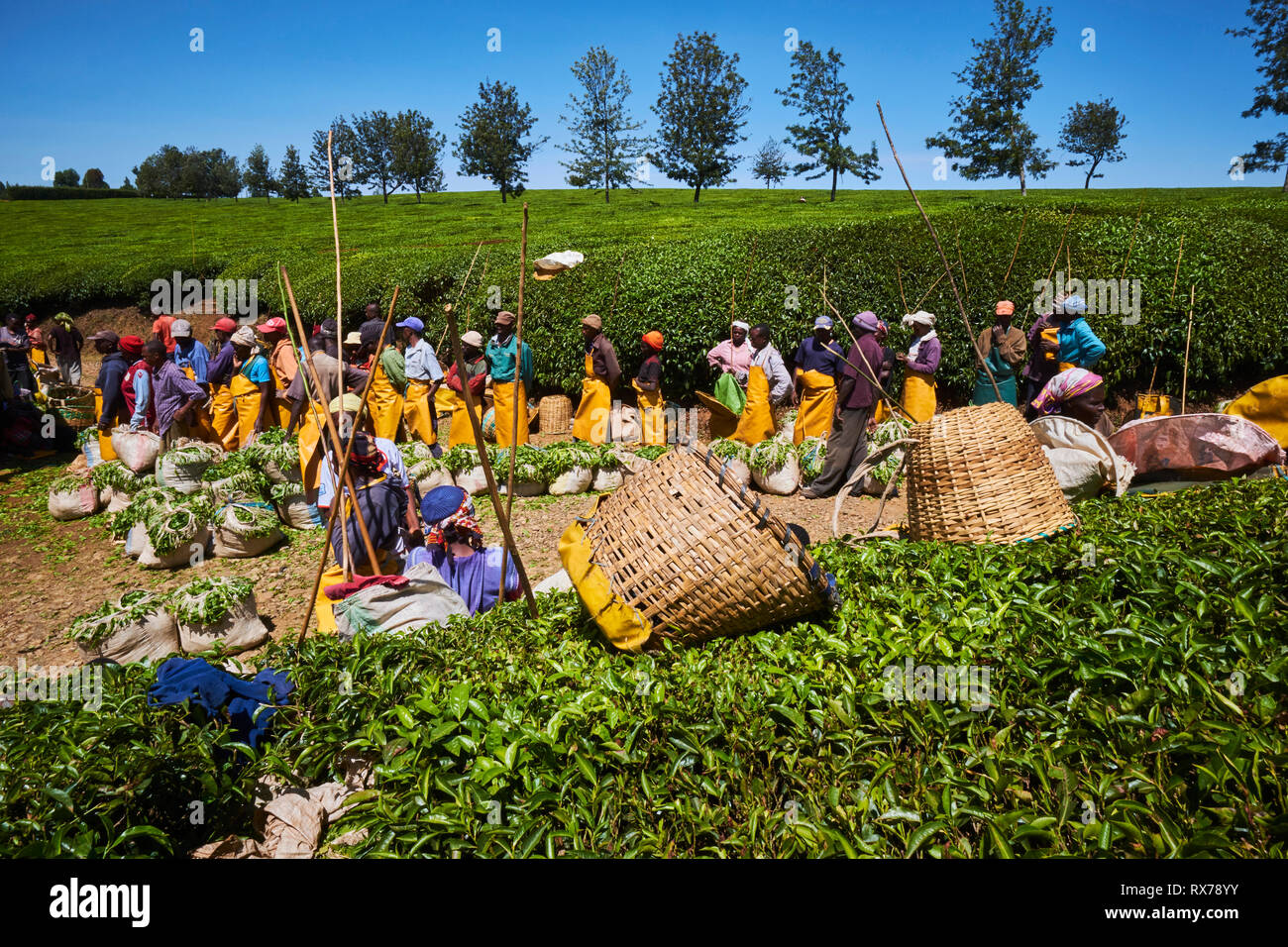 Kenya, Kericho county, Kericho, tea collect and weighing Stock Photo ...