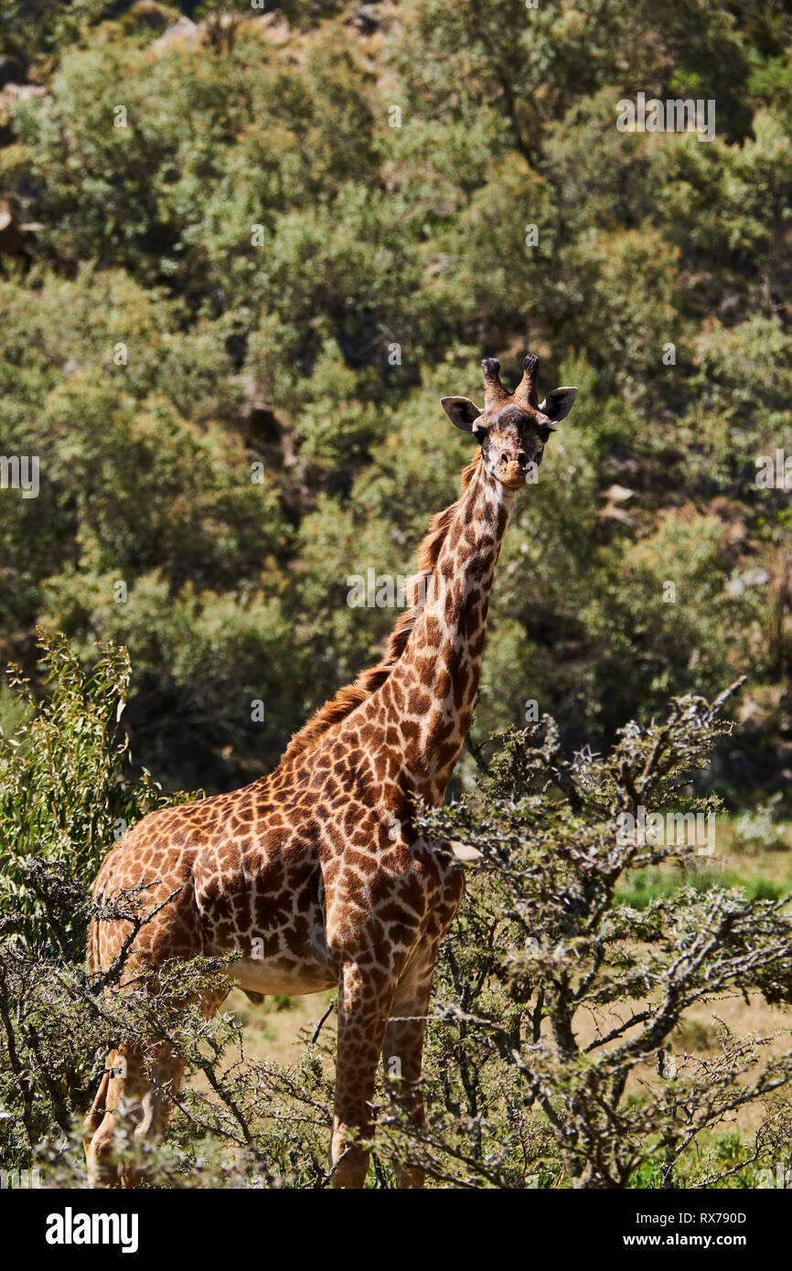 Hell's gate national park hi-res stock photography and images - Alamy