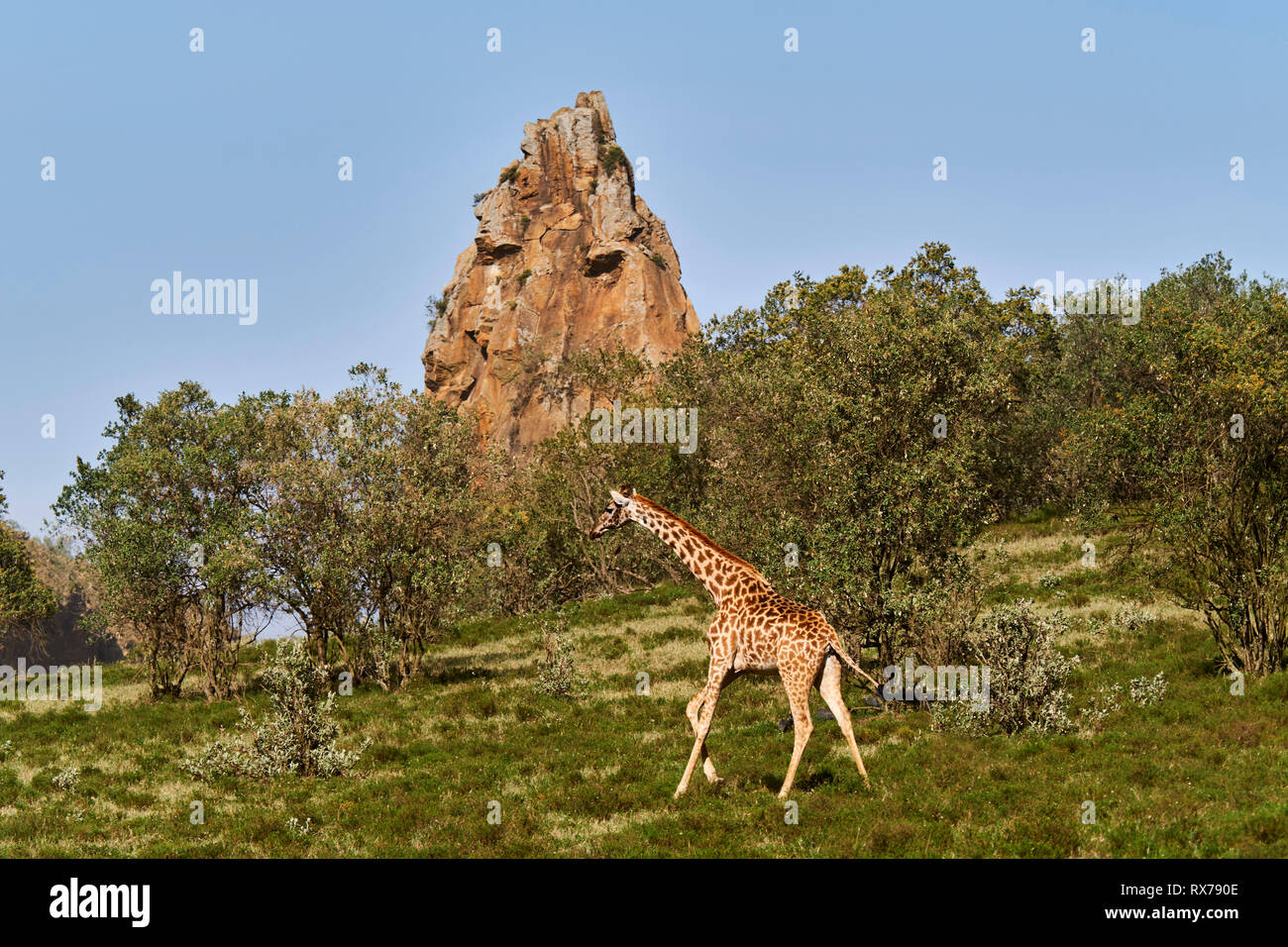 Kenya, Nakuru county, Hell's Gate National Park, giraffe Stock Photo ...