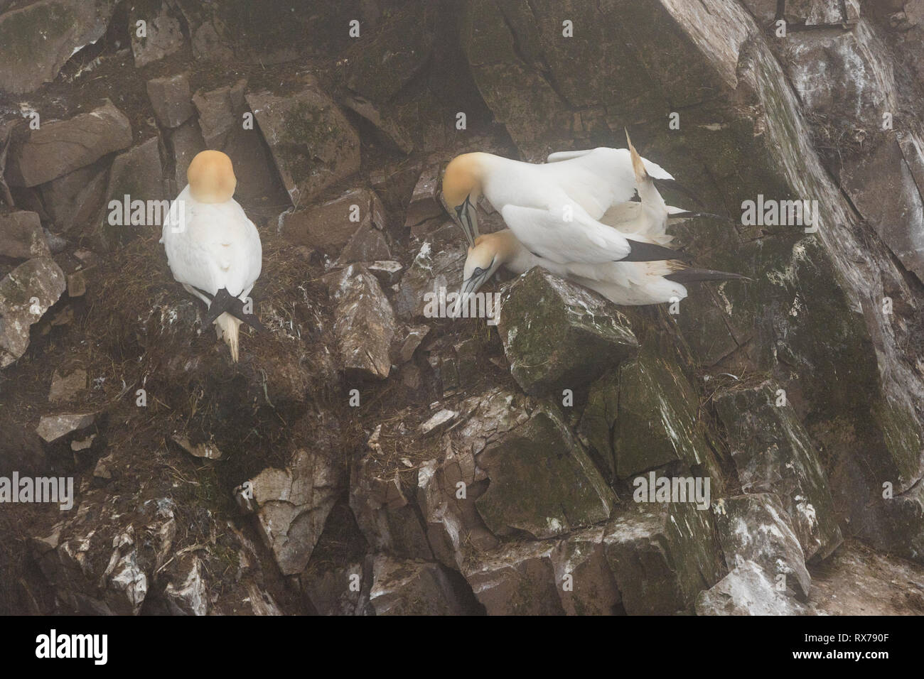 Mating seabirds hi-res stock photography and images - Alamy