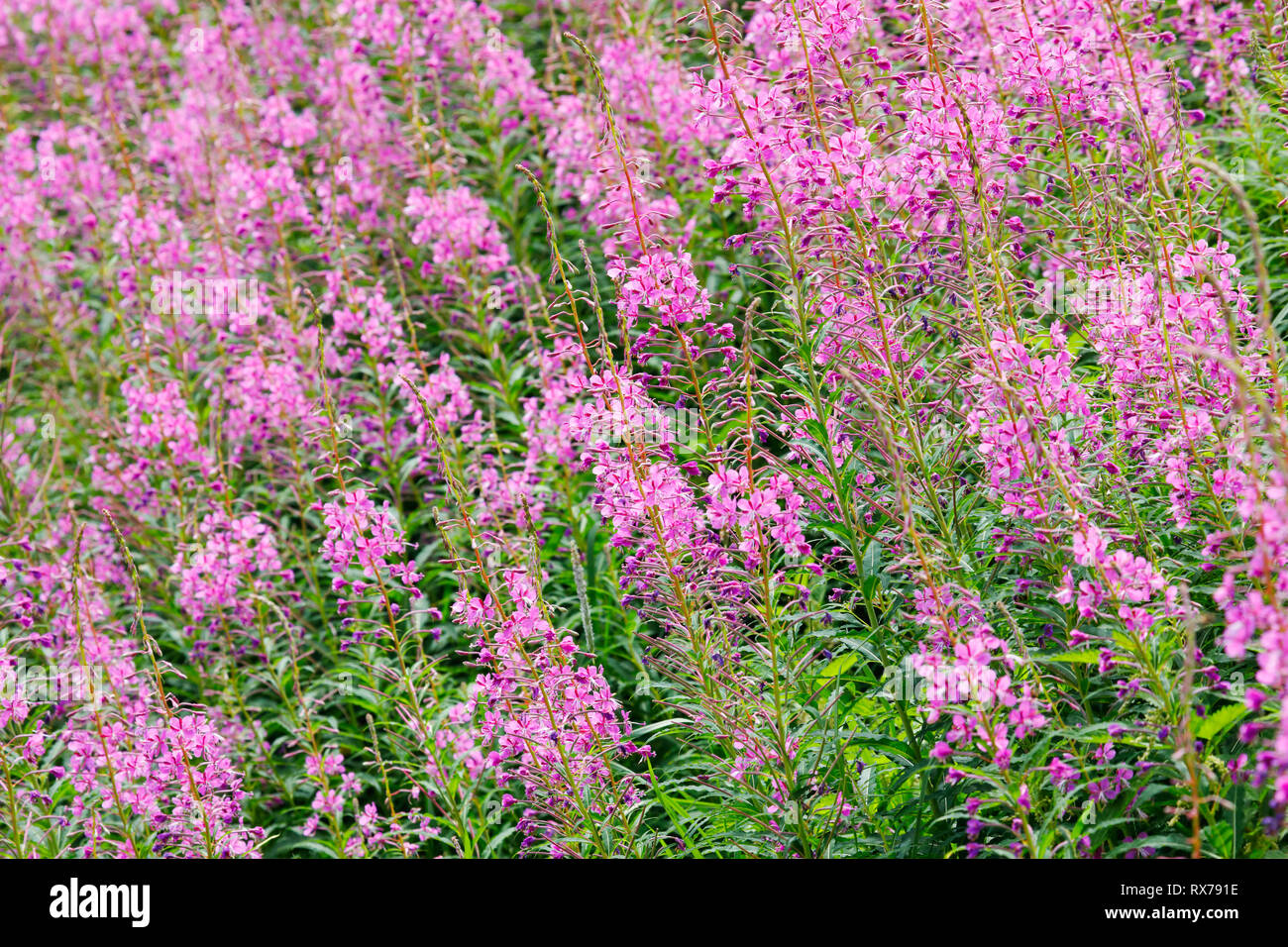 Botany fireweed epilobium angustifolium hi-res stock photography and ...