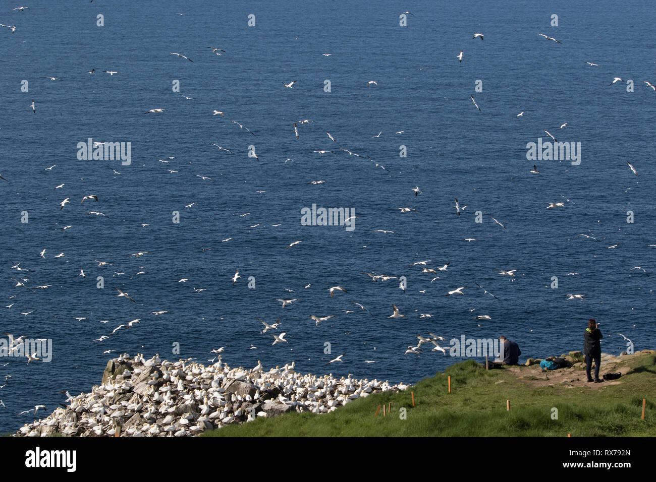 Breeding bird colonies hi-res stock photography and images - Alamy