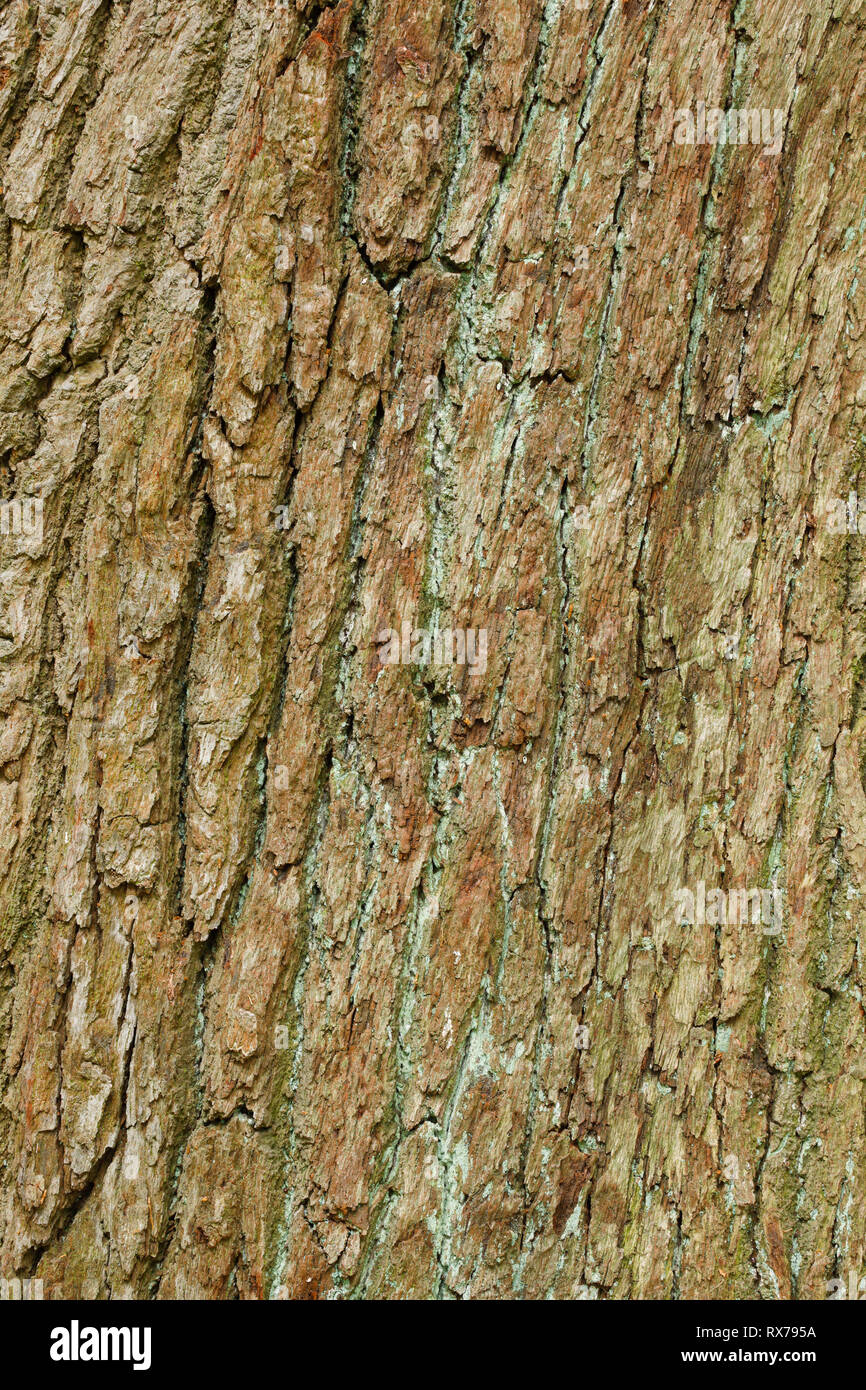 Barks details hi-res stock photography and images - Alamy