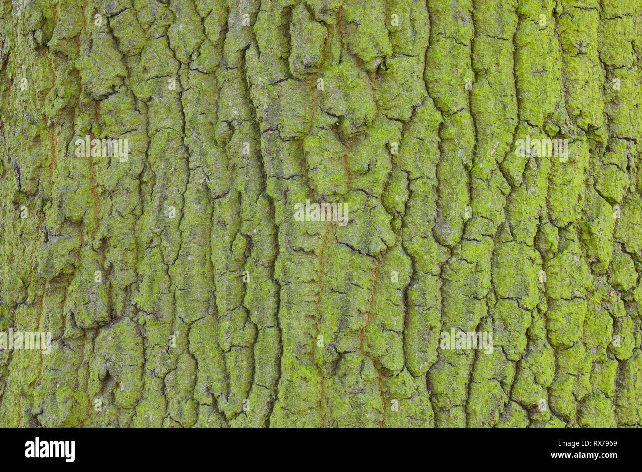 Botany detail hi-res stock photography and images - Alamy