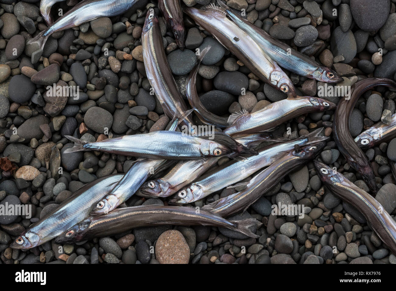 St vincent beach newfoundland hi-res stock photography and images - Alamy