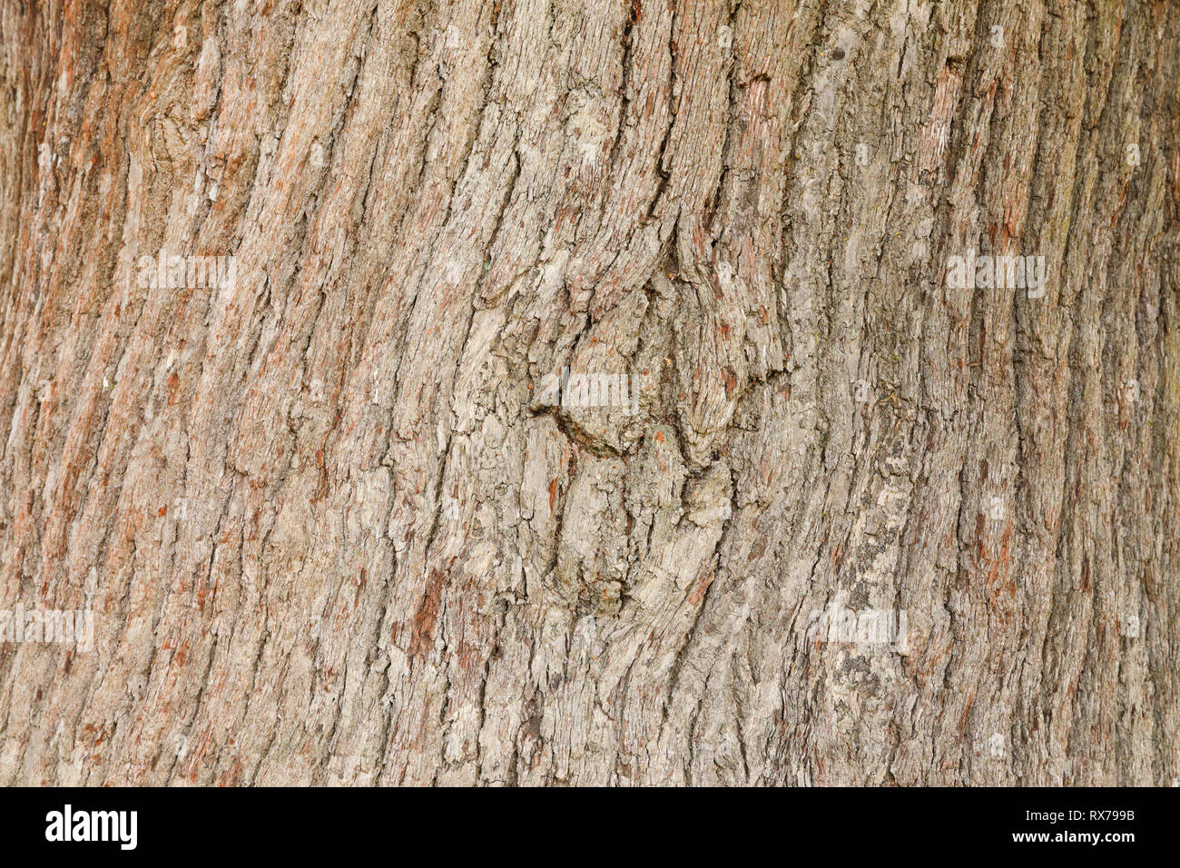 botany, detail of oak bark, England, Additional-Rights-Clearance-Info ...