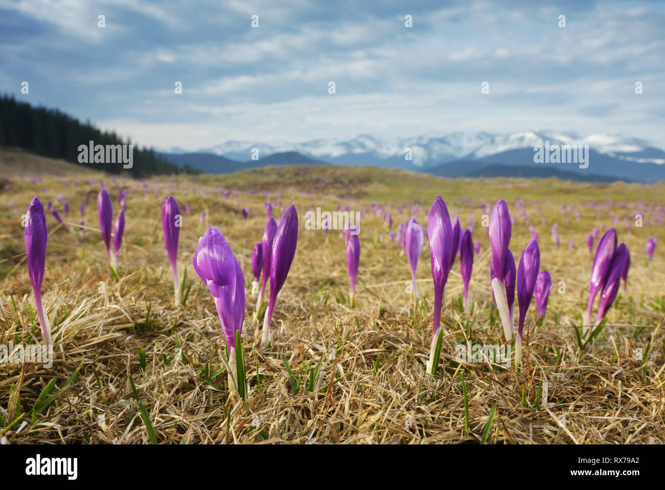 Blooming crocuses in the mountains. Spring landscape with flowers ...