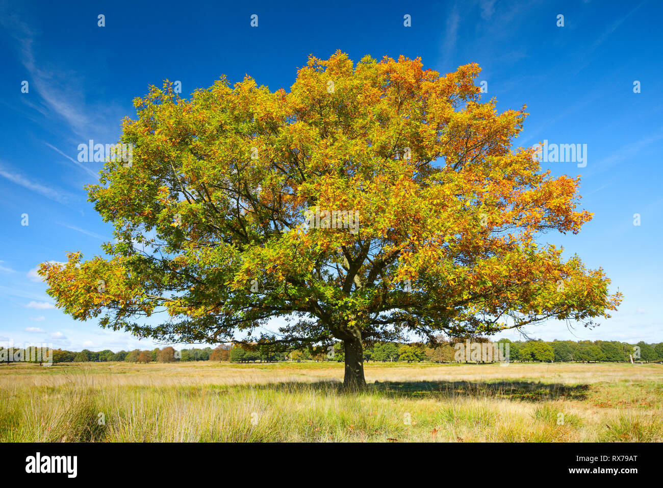 Botany oak hi-res stock photography and images - Alamy