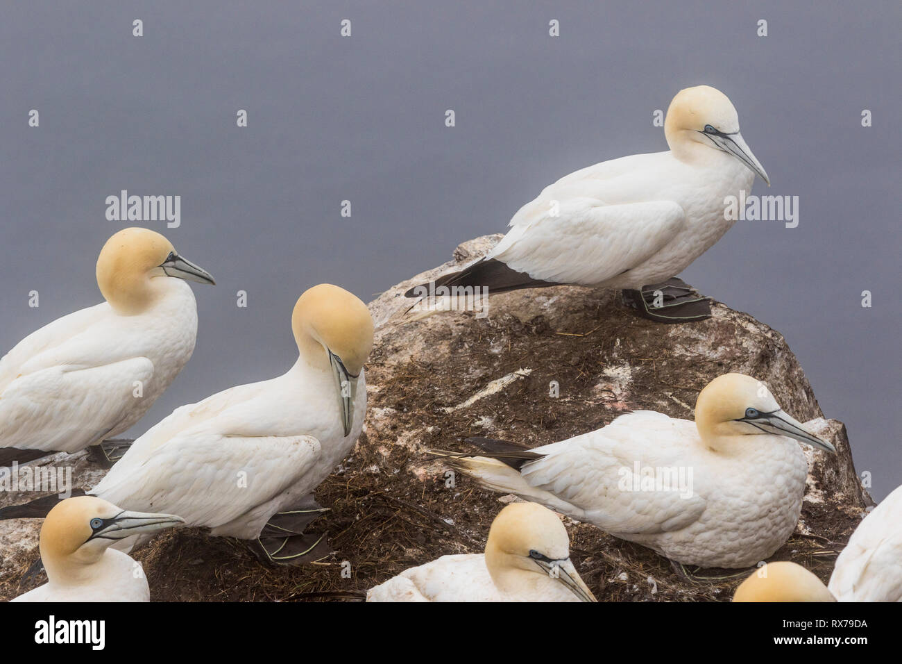 Breeding Bird Colonies High Resolution Stock Photography and Images - Alamy