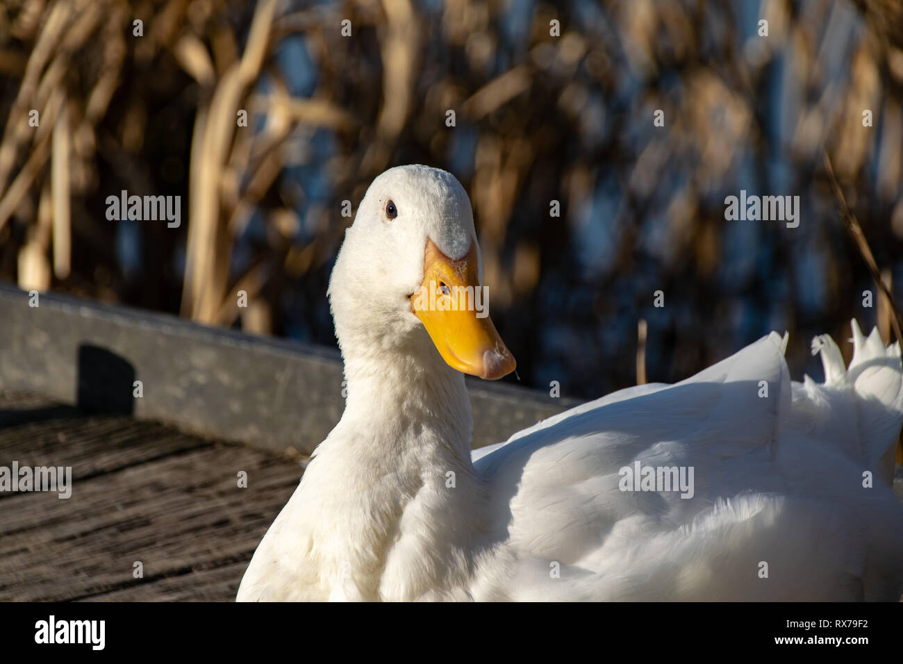 Pekin duck uk hi-res stock photography and images - Alamy