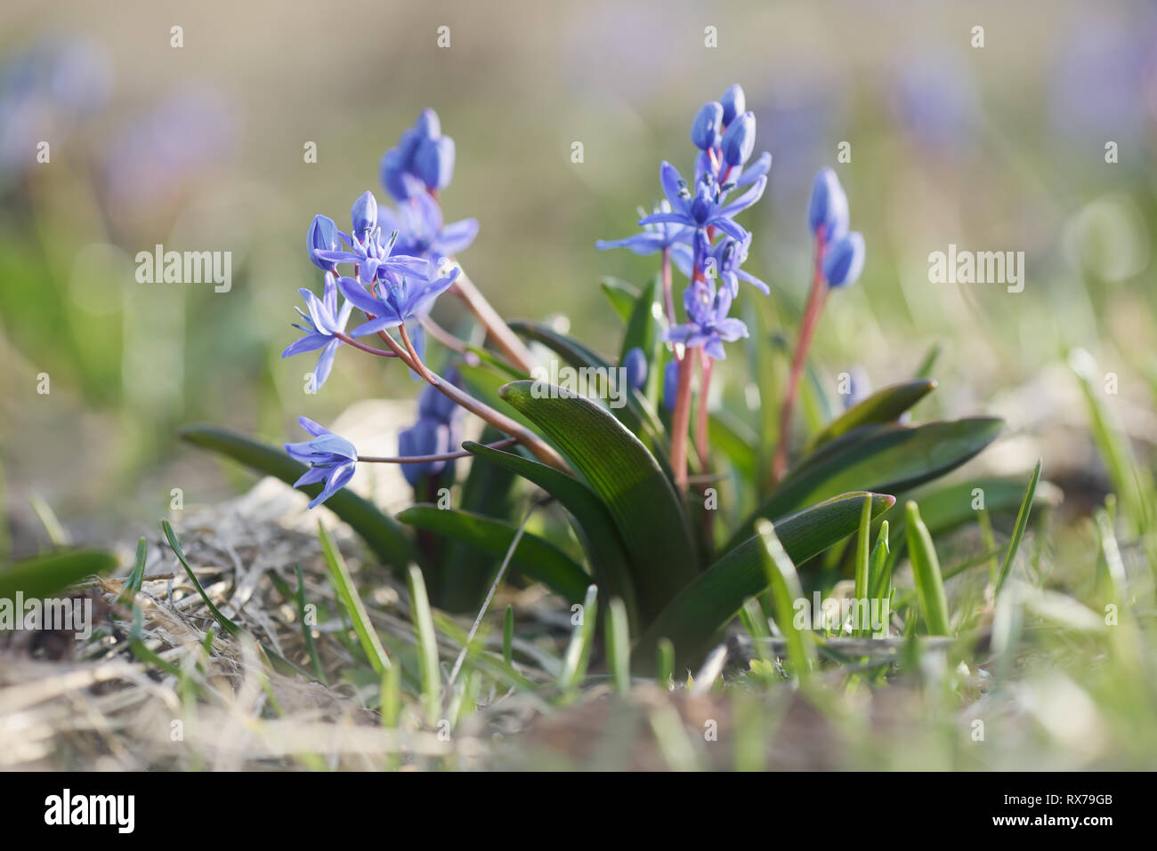 Seasonal blue flowers hi-res stock photography and images - Alamy