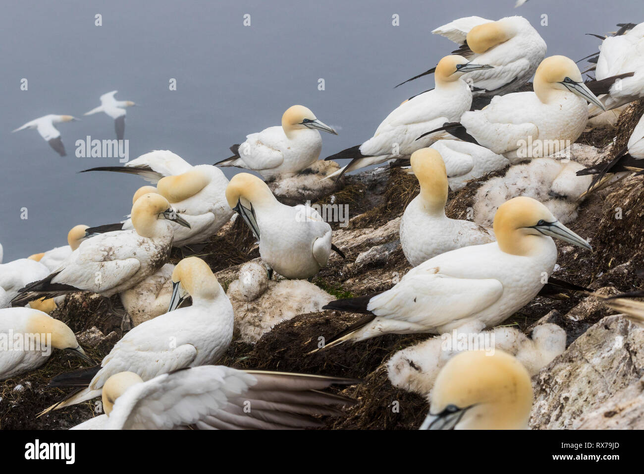 Breeding bird colonies hi-res stock photography and images - Alamy